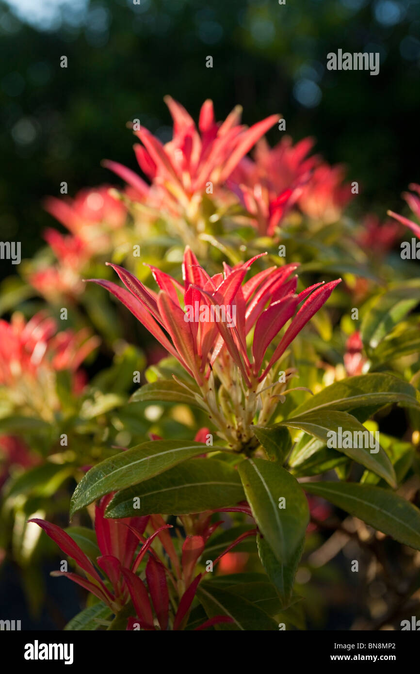 Forest flame plant in bloom Stock Photo - Alamy