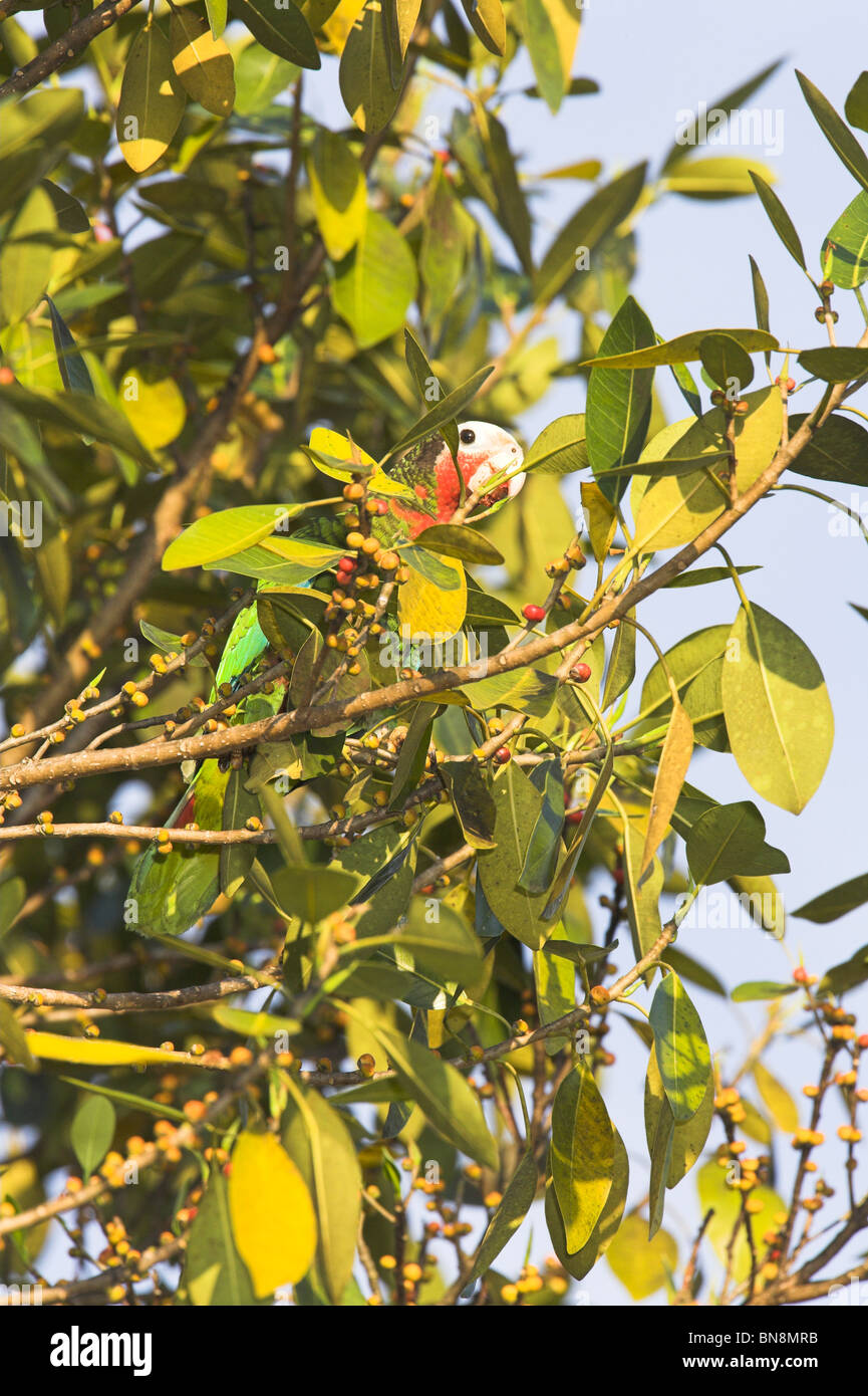 Cuban Parrot Amazona leucocephala adult perched and feeding in tree at ...