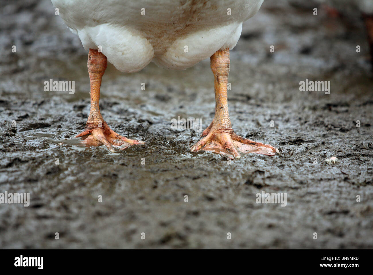 Goose legs on muddy ground hi-res stock photography and images - Alamy