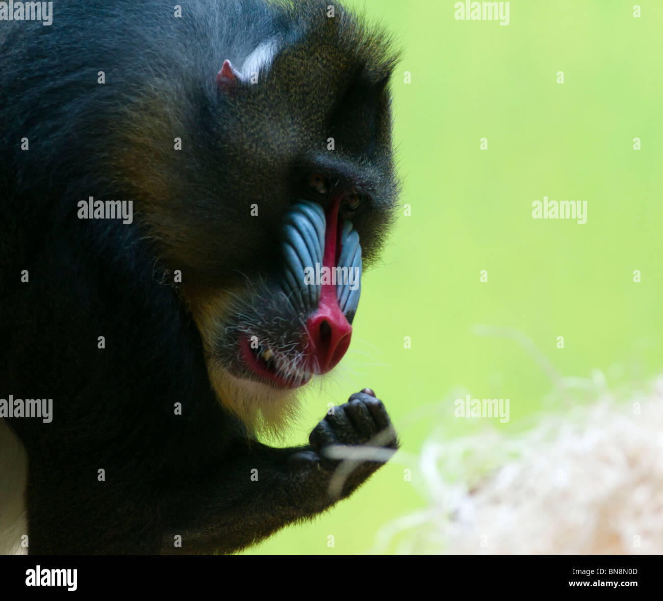 Angry mandrill hi-res stock photography and images - Alamy