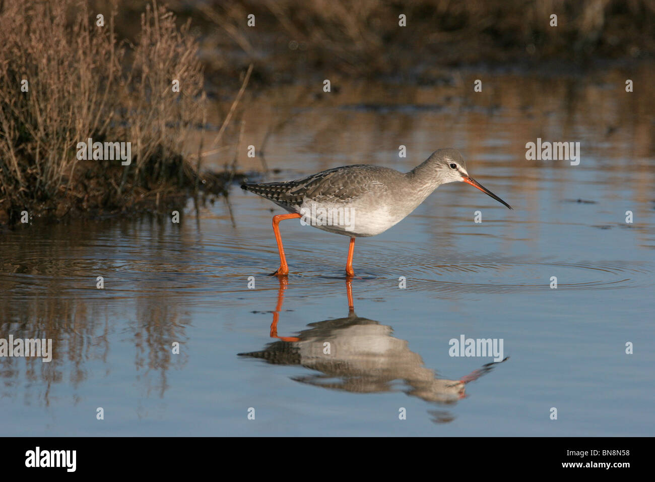 Spotted Redshank, Tringa erythropus, Norfolk, UK Stock Photo - Alamy