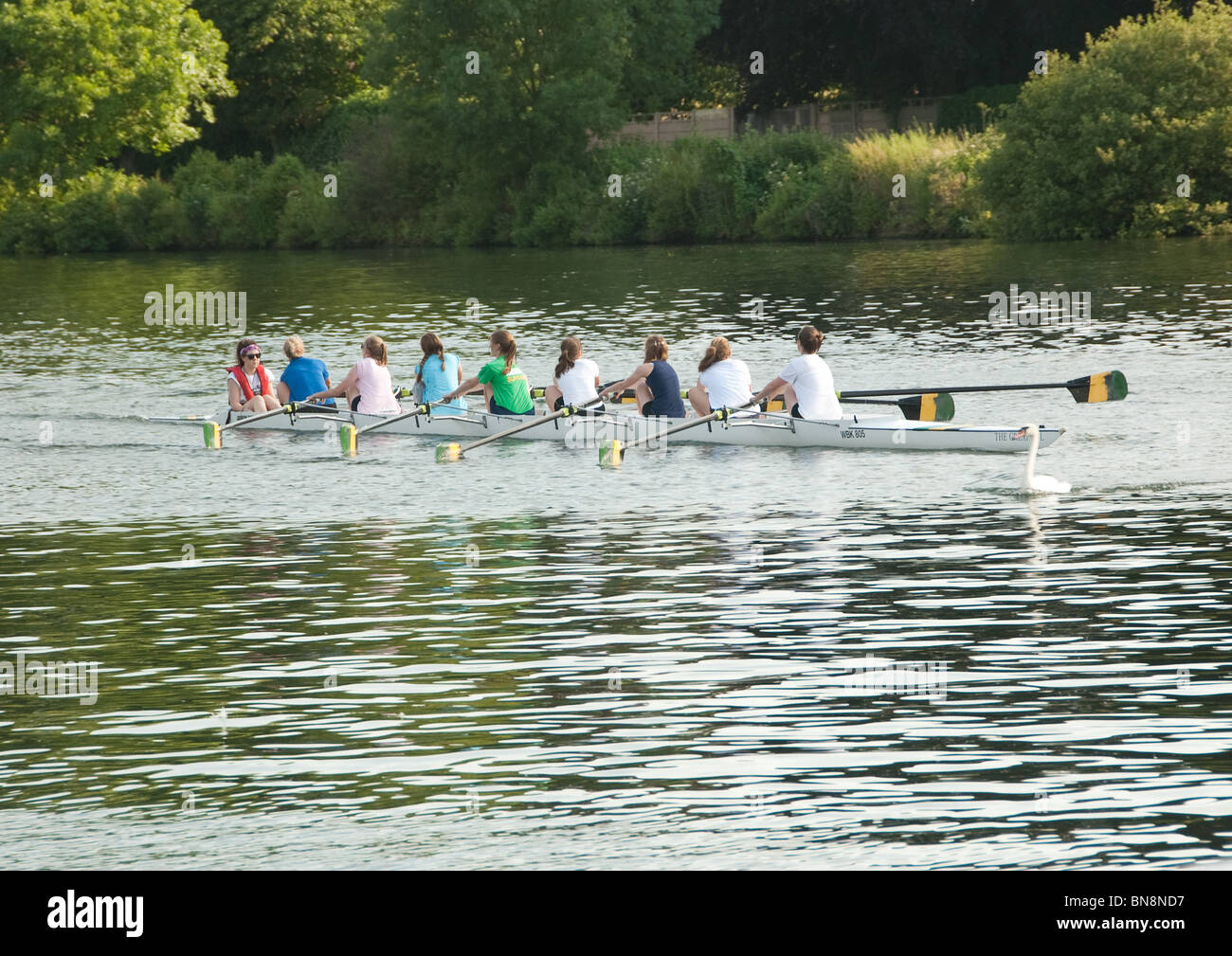 Rowing on the Thames at Kingston Stock Photo - Alamy