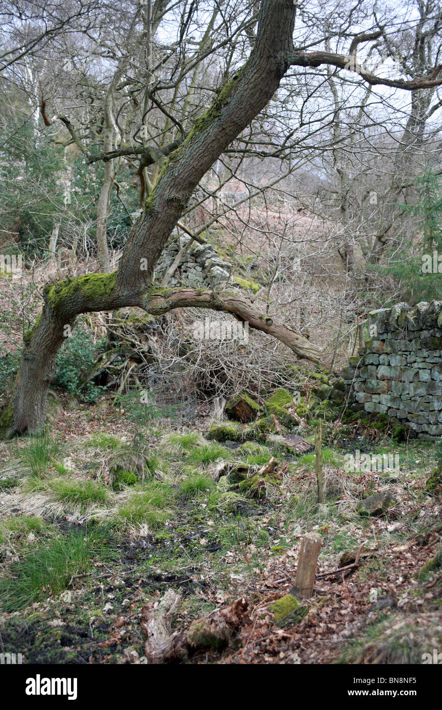 Woodland and dry stone wall in Over Silton woods, north Yorkshire ...