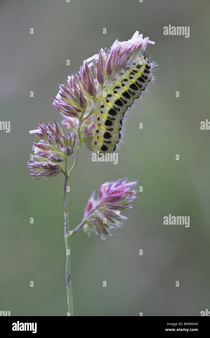 Caterpillar climbing grass stem hi-res stock photography and images - Alamy