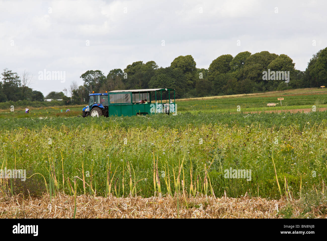 Tractor transporting people around a Pick Your Own farm, Sussex, UK ...