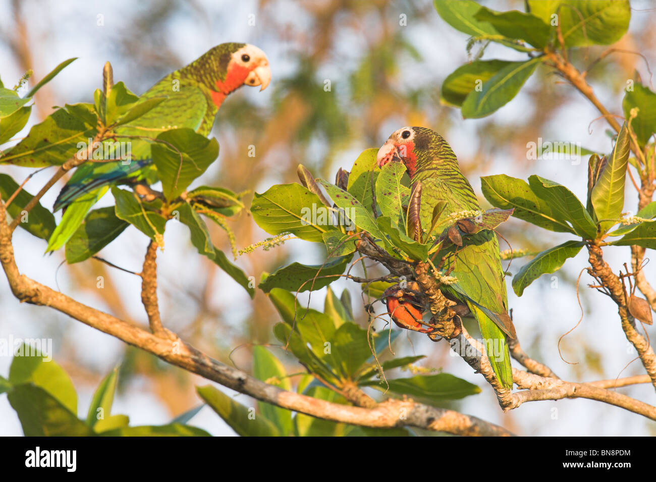 Cuban parrot zapata hi-res stock photography and images - Alamy