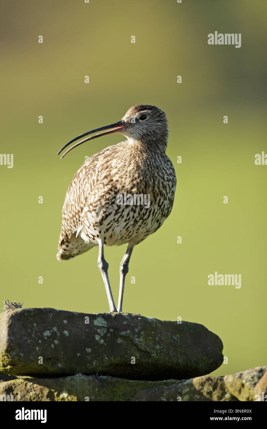 Eurasian curlew (Numenius arquata) with beak open standing on stone ...