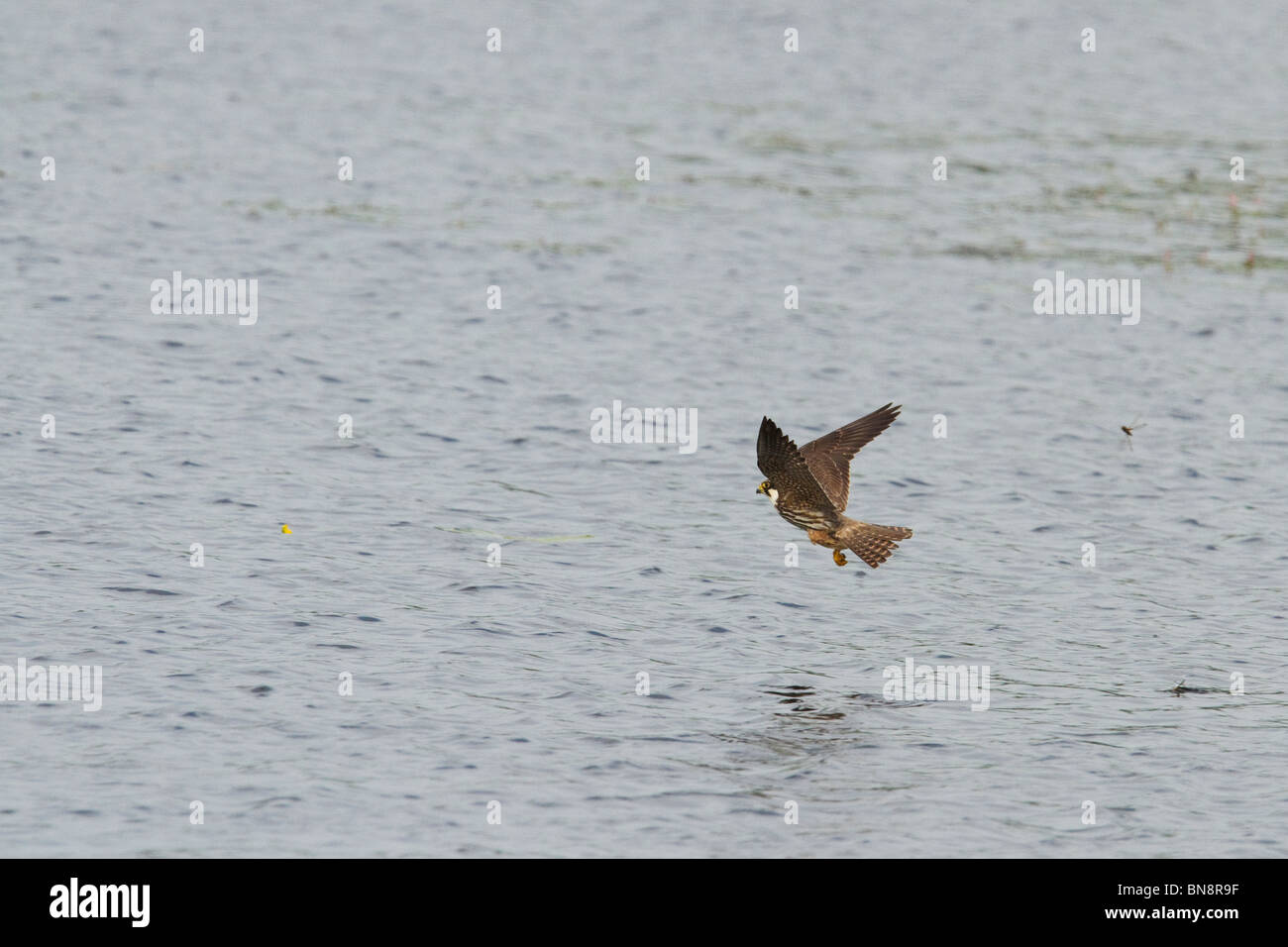 Eurasian hobby flying hi-res stock photography and images - Alamy