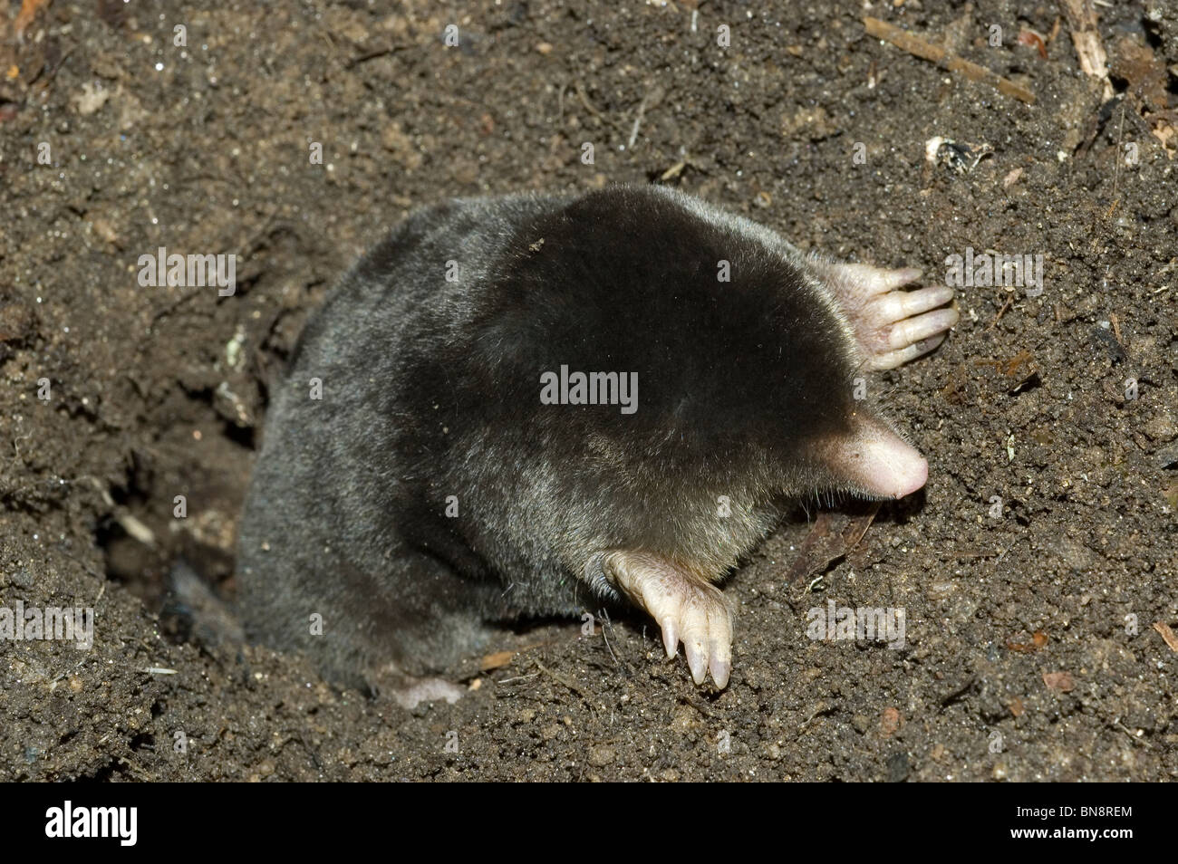 Iberian blind mole (Talpa occidentalis). Captive Stock Photo, Royalty ...
