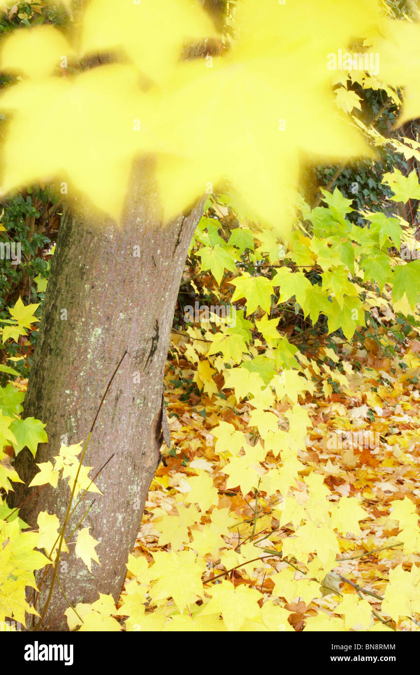 English maple tree hi-res stock photography and images - Alamy