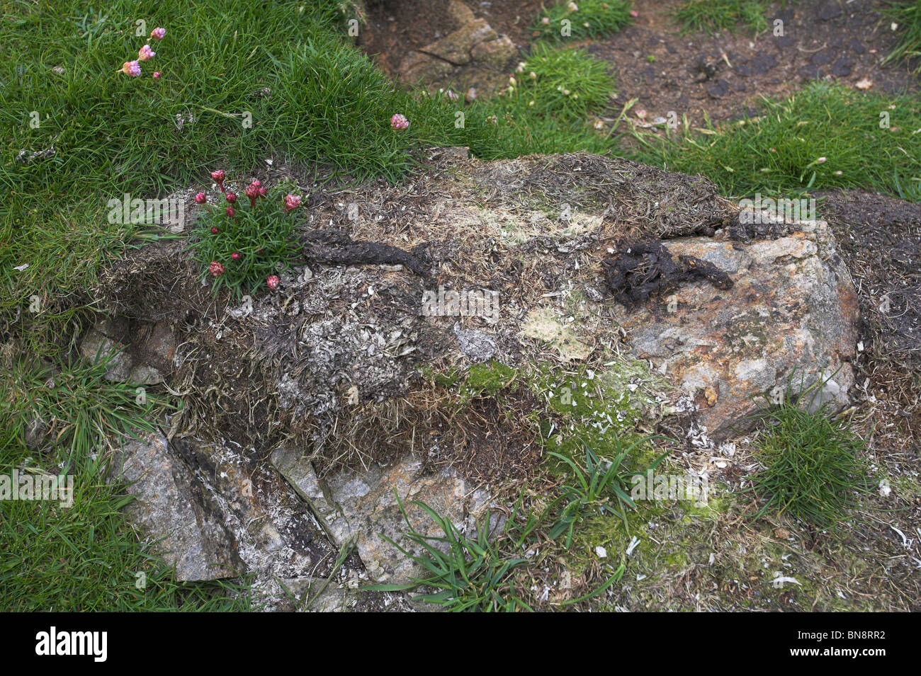 Animal droppings uk hi-res stock photography and images - Alamy