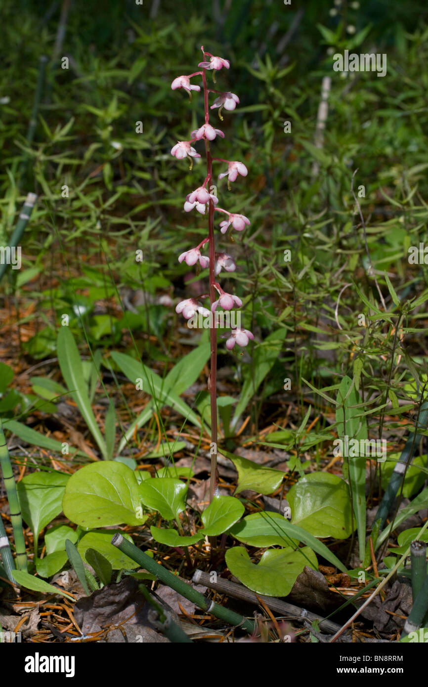 Pink Wintergreen Pyrola asarifolia Upper Peninsula Michigan USA late ...