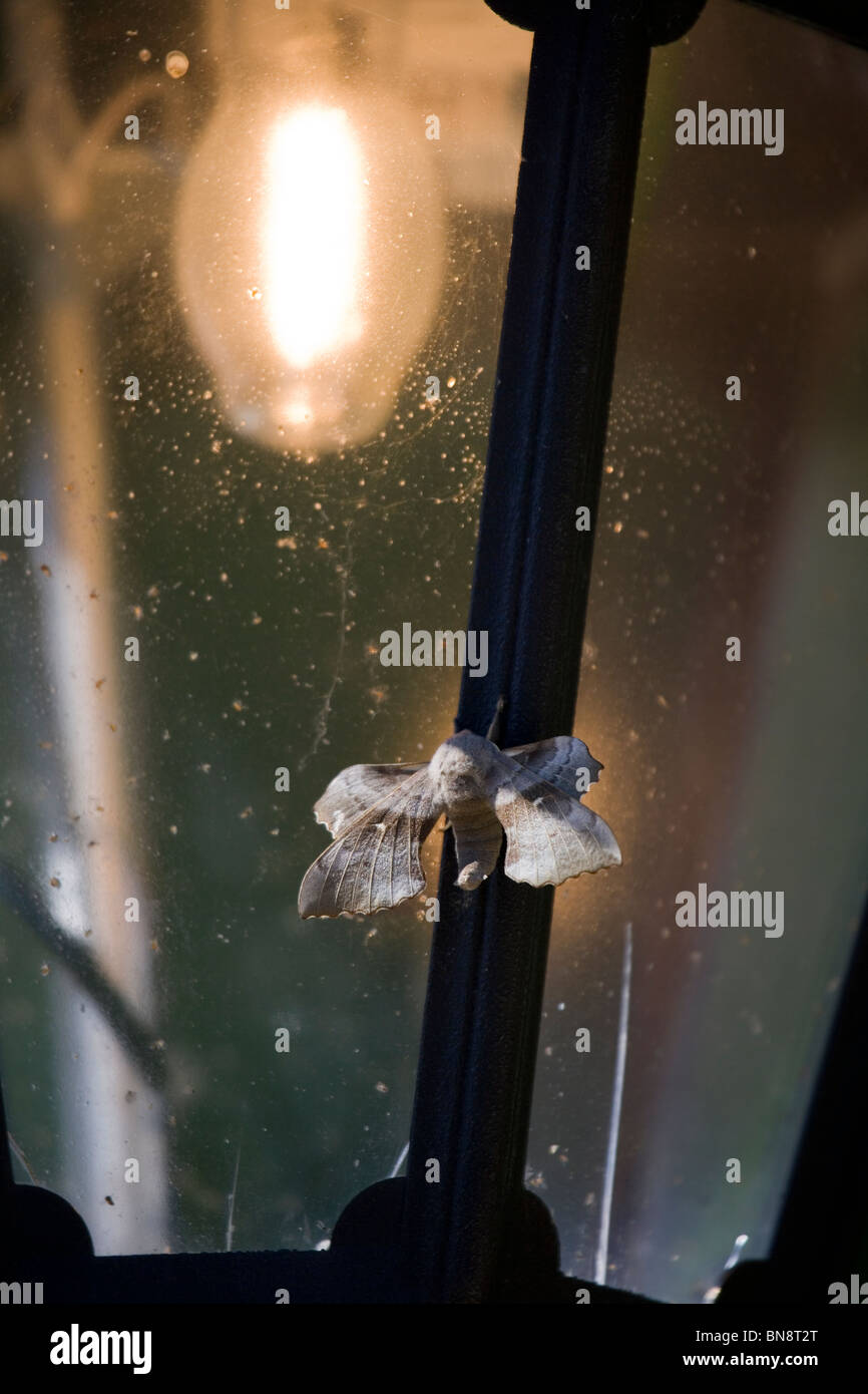 Moth lamp light hi-res stock photography and images - Alamy