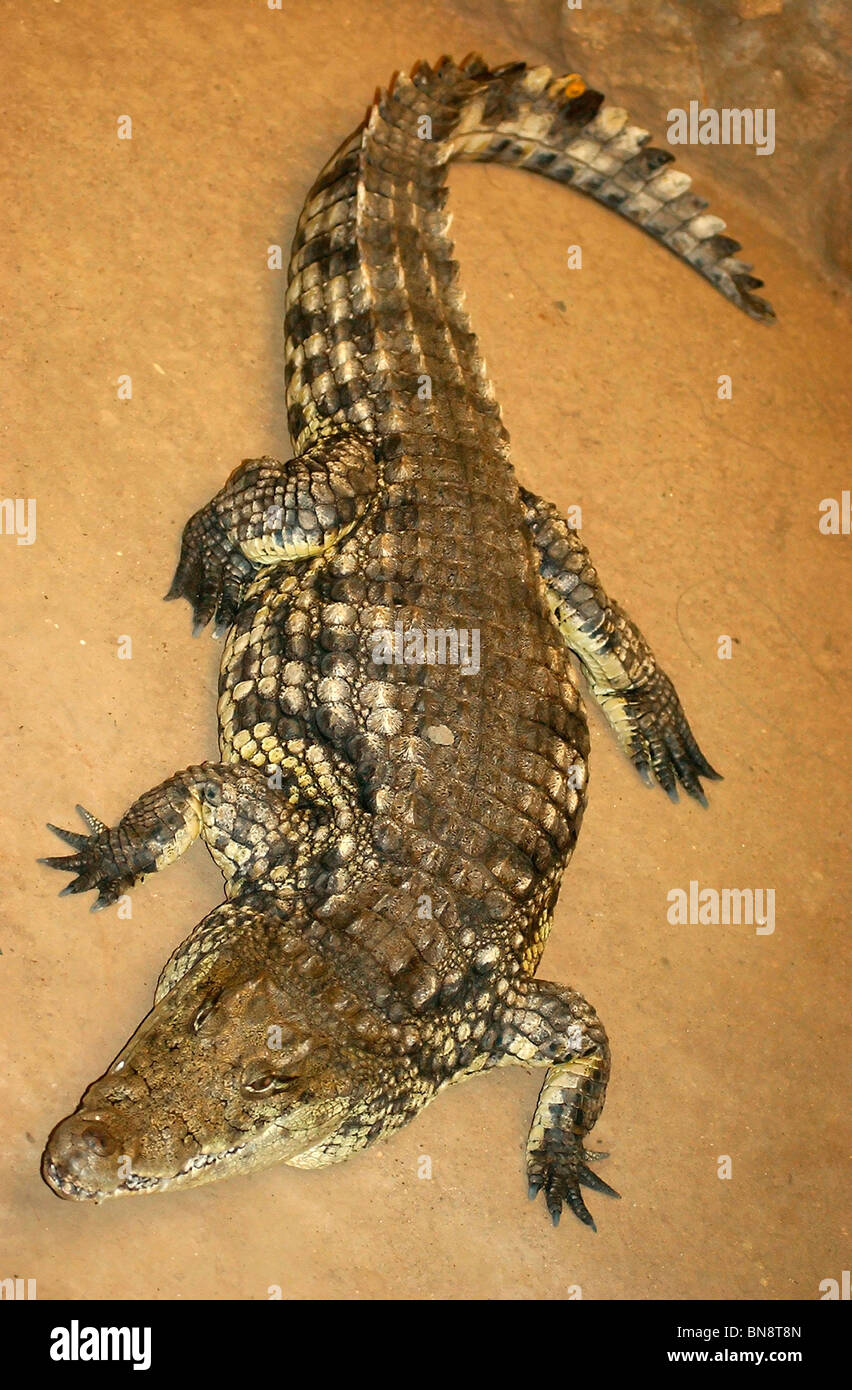 Nilo hi-res stock photography and images - Alamy