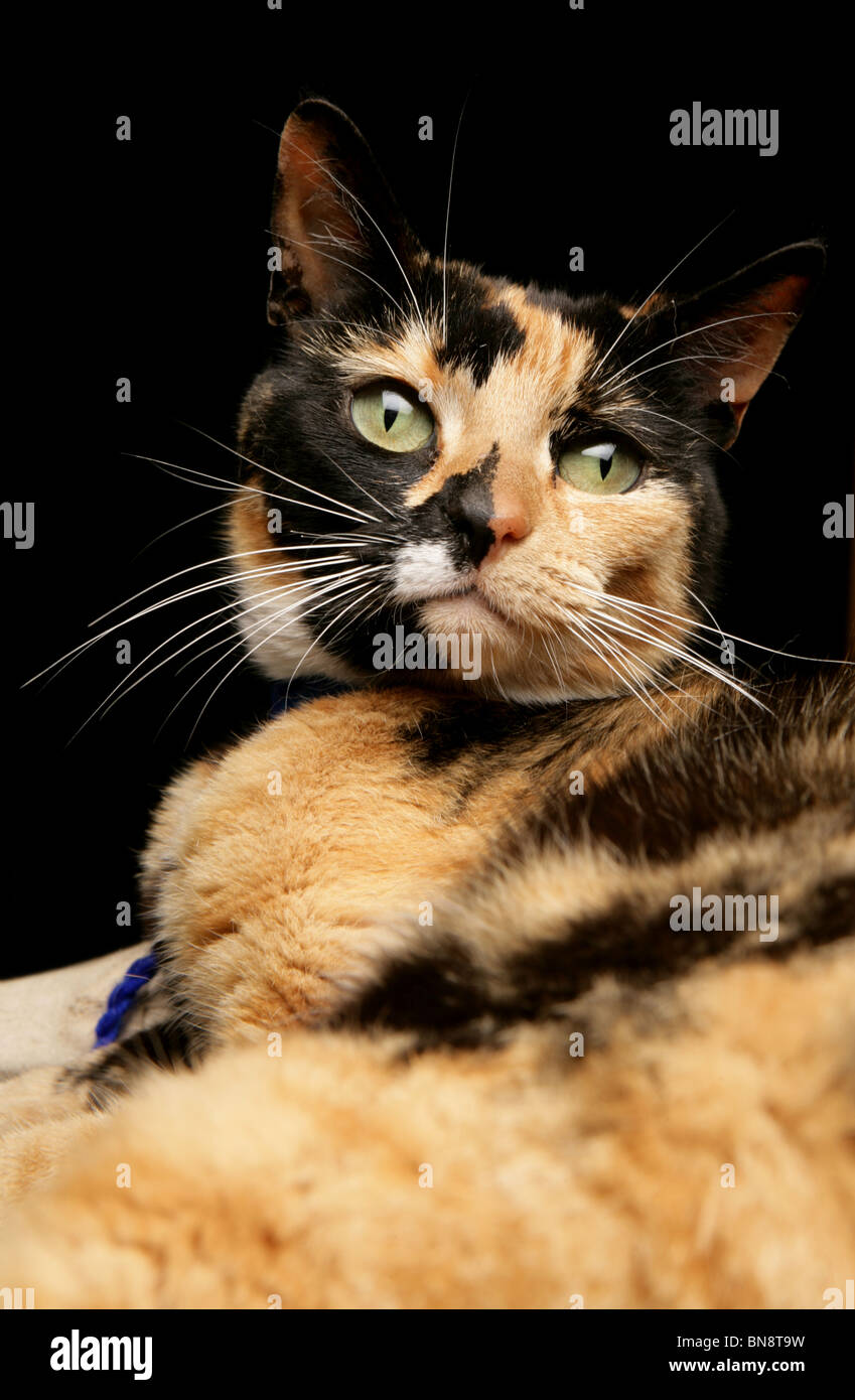 Domestic cat hi-res stock photography and images - Alamy