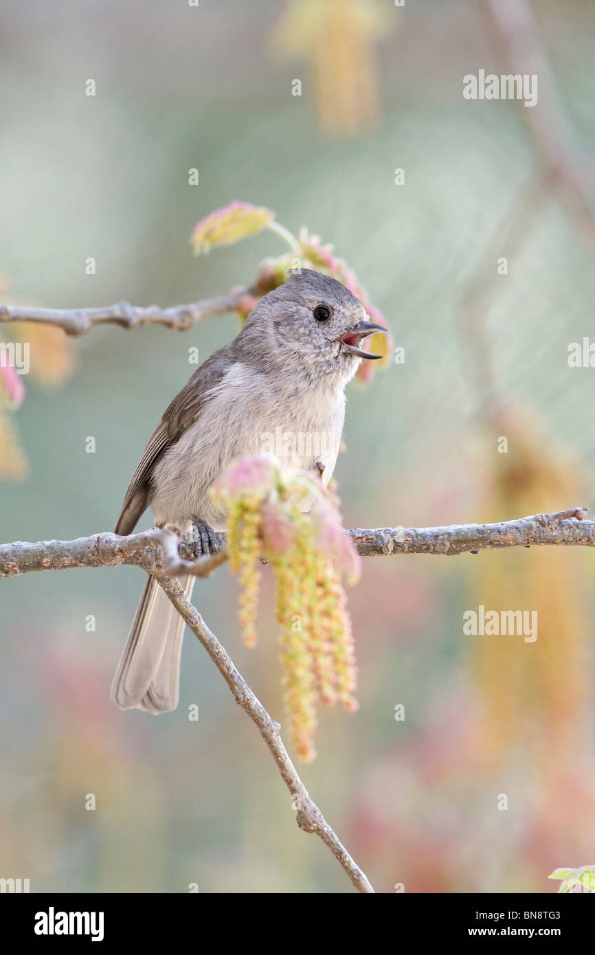 Oak titmouse hi-res stock photography and images - Alamy