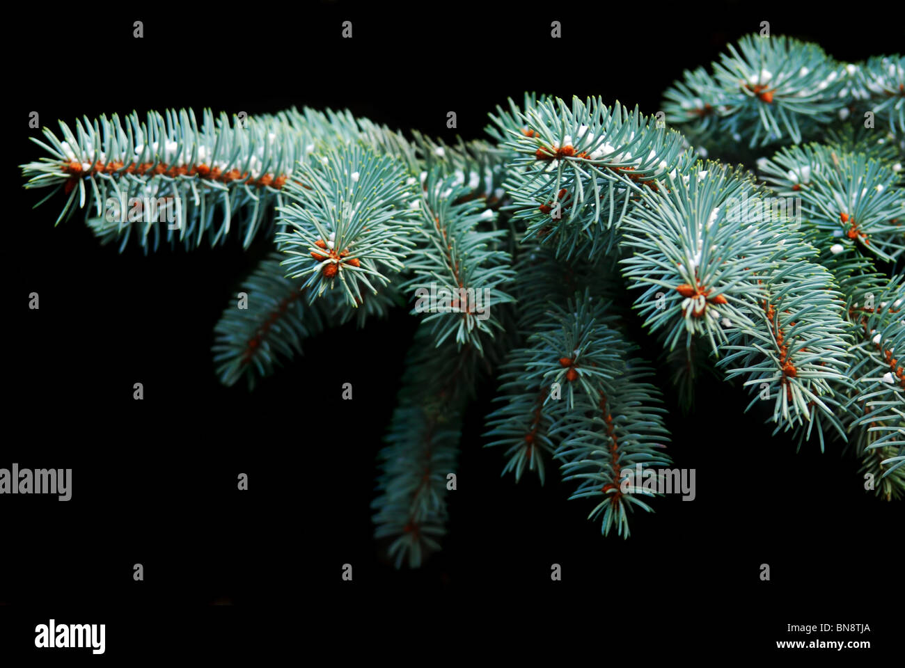 Branch of a fur-tree again black background Stock Photo - Alamy