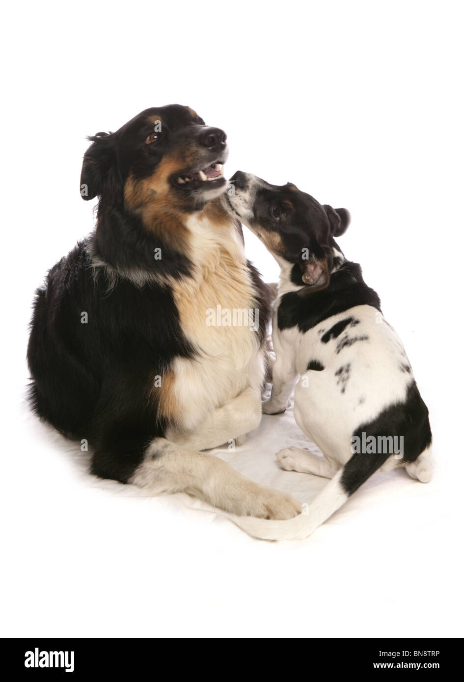 Two dogs playing Single adult border collie and puppy Jack Russell ...