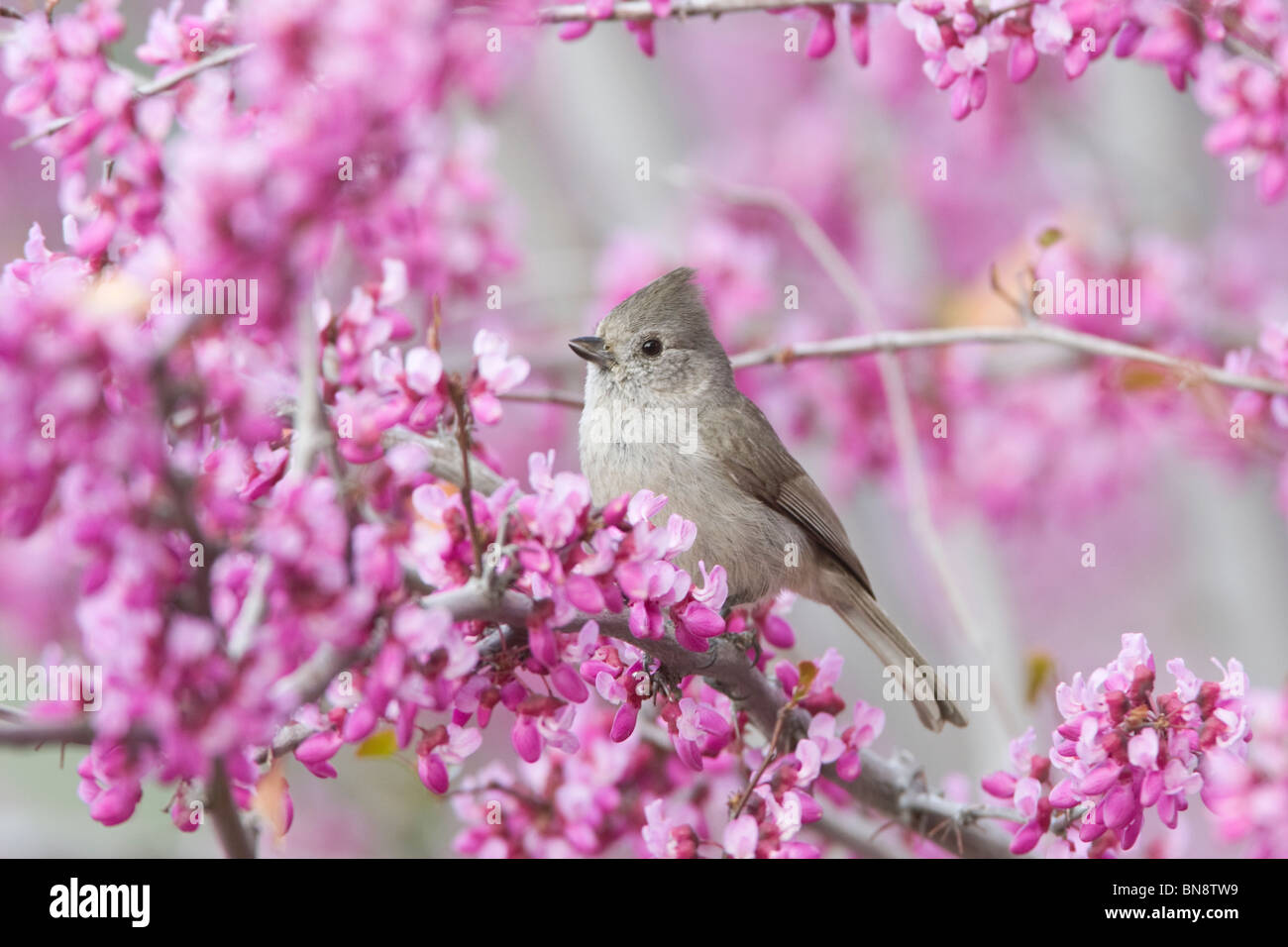 Plain titmouse hi-res stock photography and images - Alamy