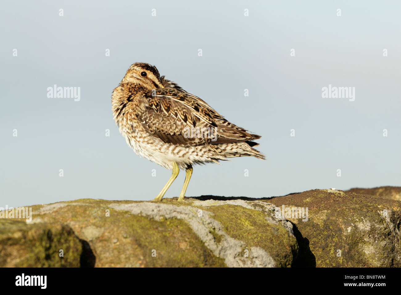 Common snipe (Gallinago gallinago) with beak tucked into feathers ...
