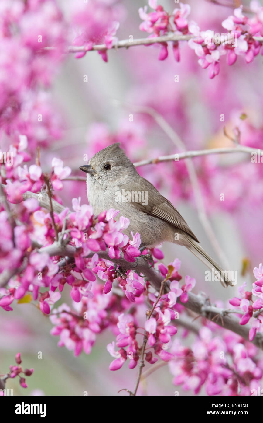 Plain titmouse hi-res stock photography and images - Alamy