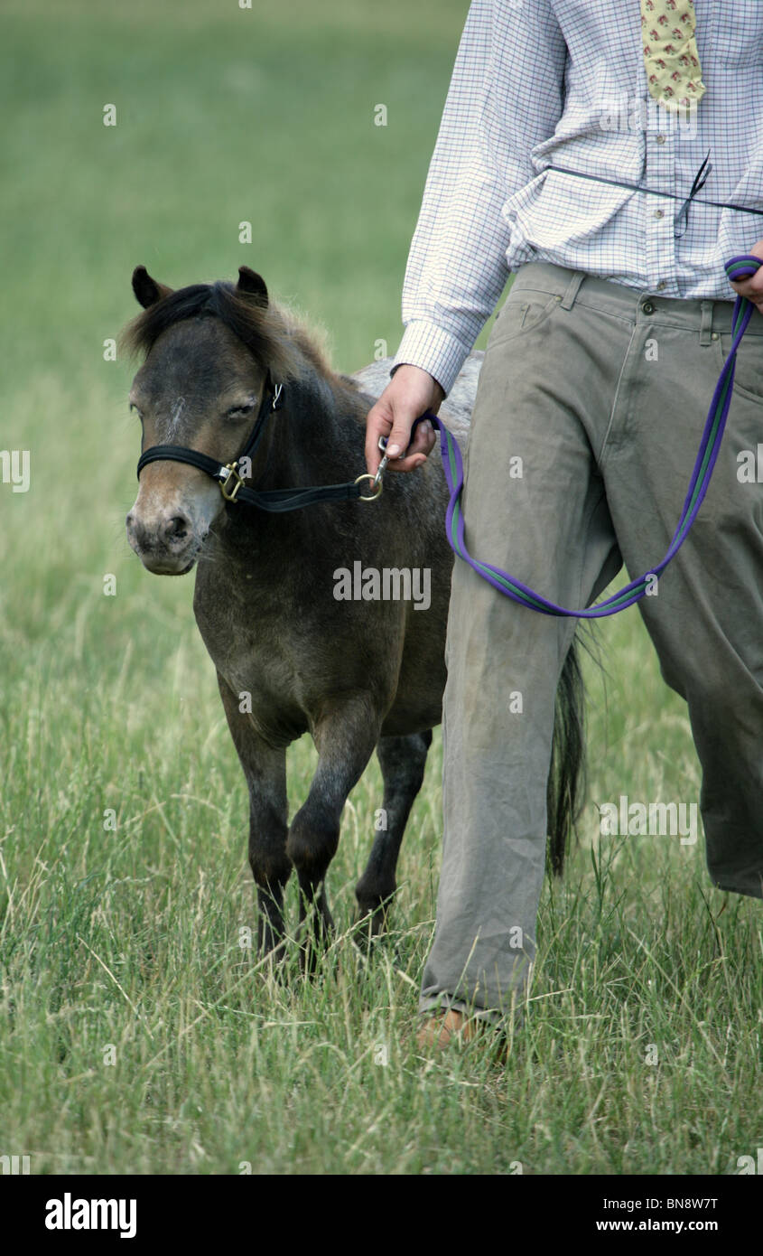 Uk show pony hi-res stock photography and images - Alamy