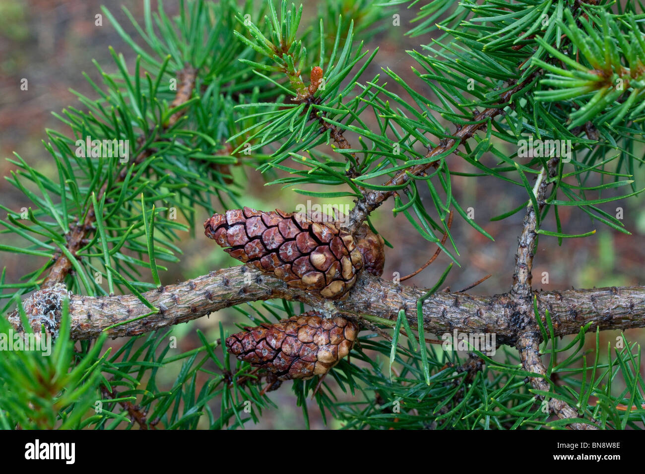 Developing Jack Pine Cones Pinus banksiana Northern Michigan USA Stock ...