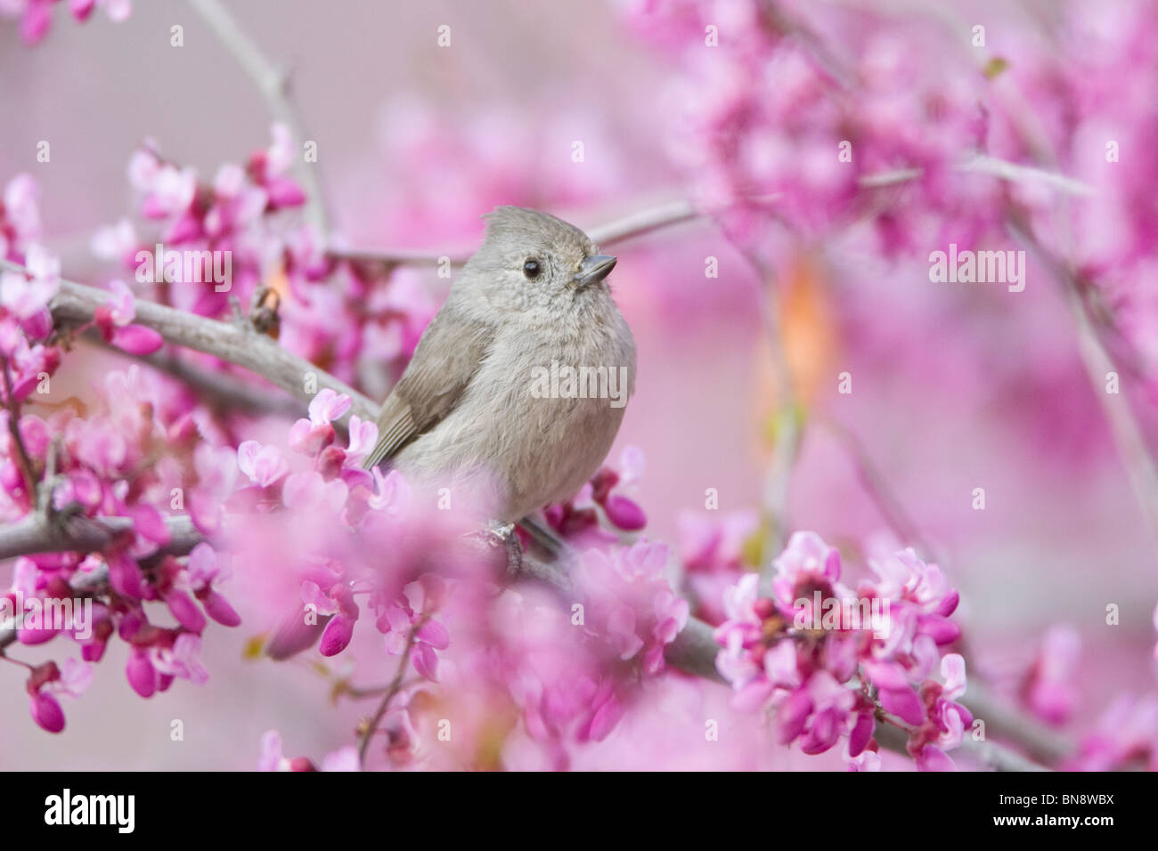 Plain titmouse hi-res stock photography and images - Alamy