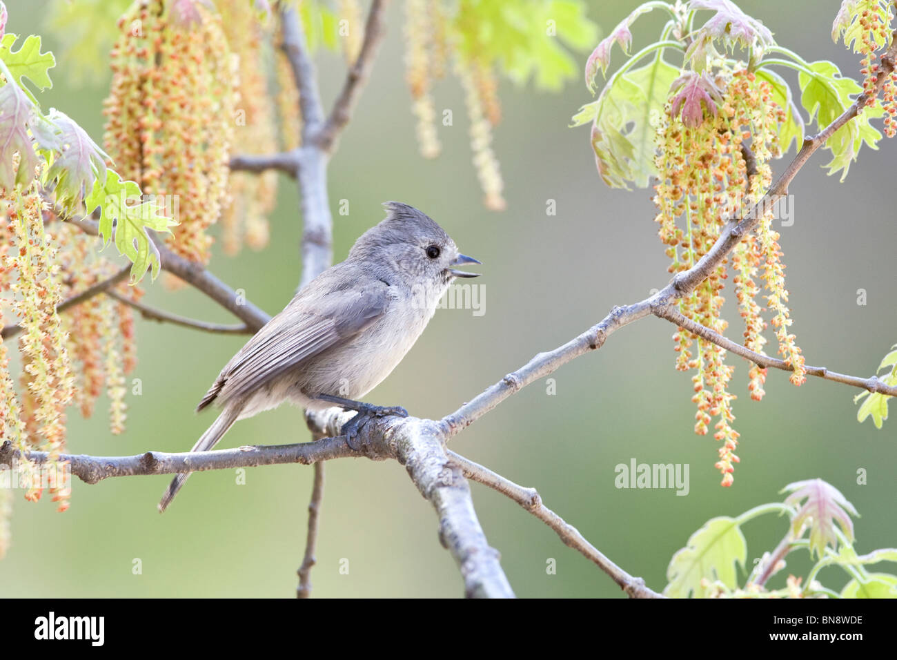 Plain titmouse hi-res stock photography and images - Alamy