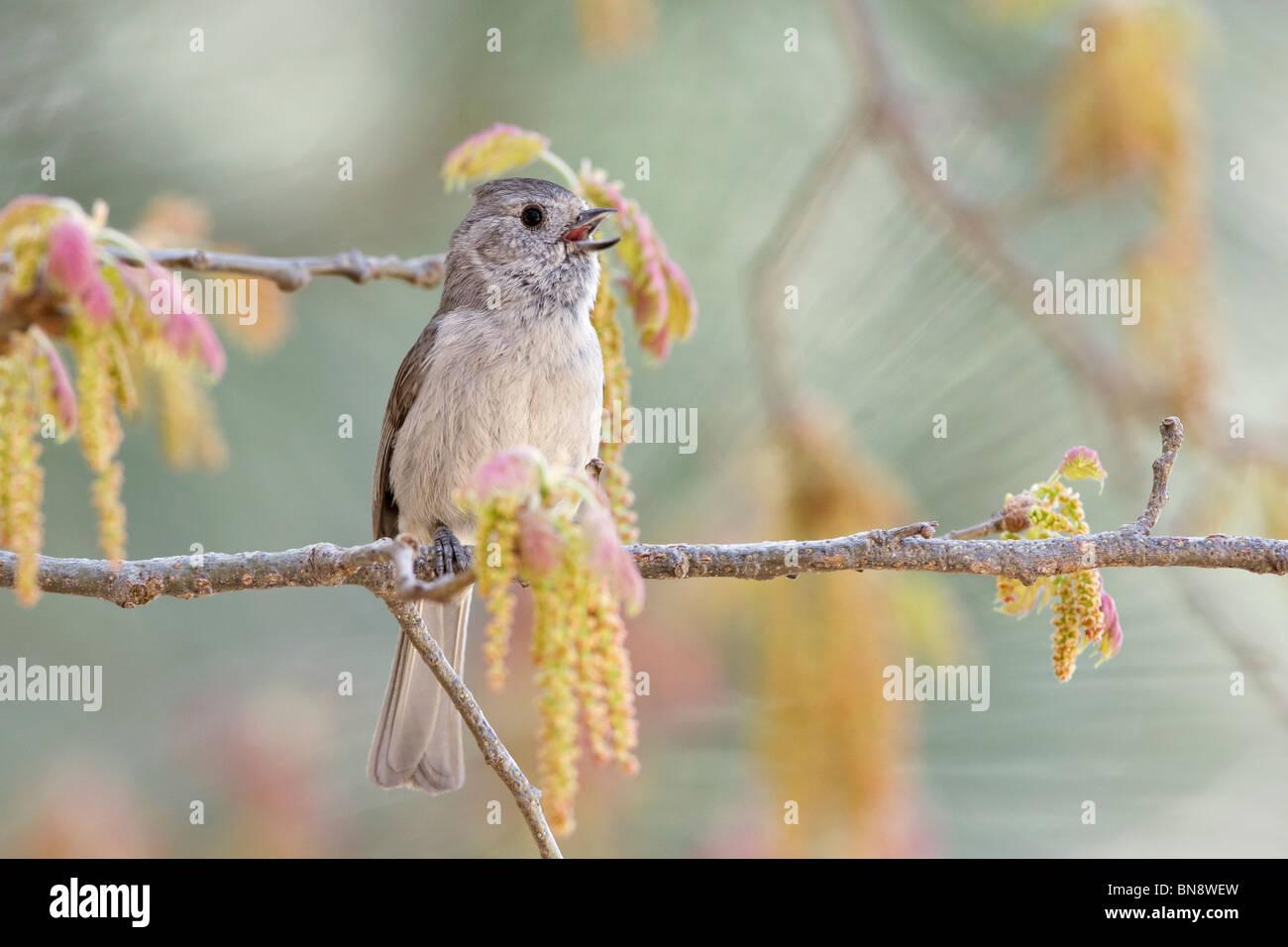 Oak Titmouse singing in Oak Tree Stock Photo - Alamy