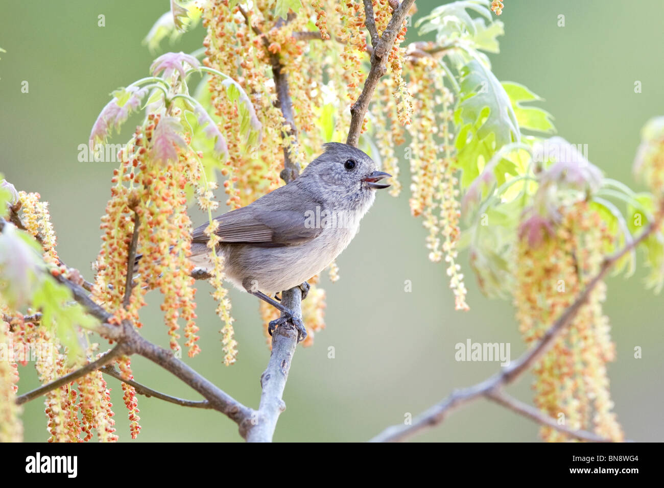 Oak titmouse hi-res stock photography and images - Alamy
