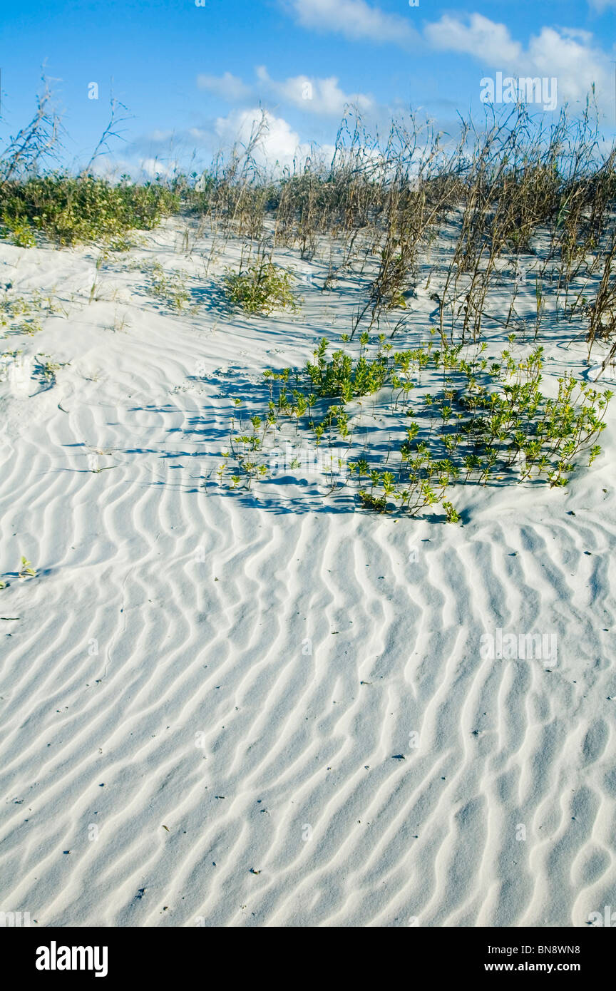 Coastal sand dunes texas hi-res stock photography and images - Alamy