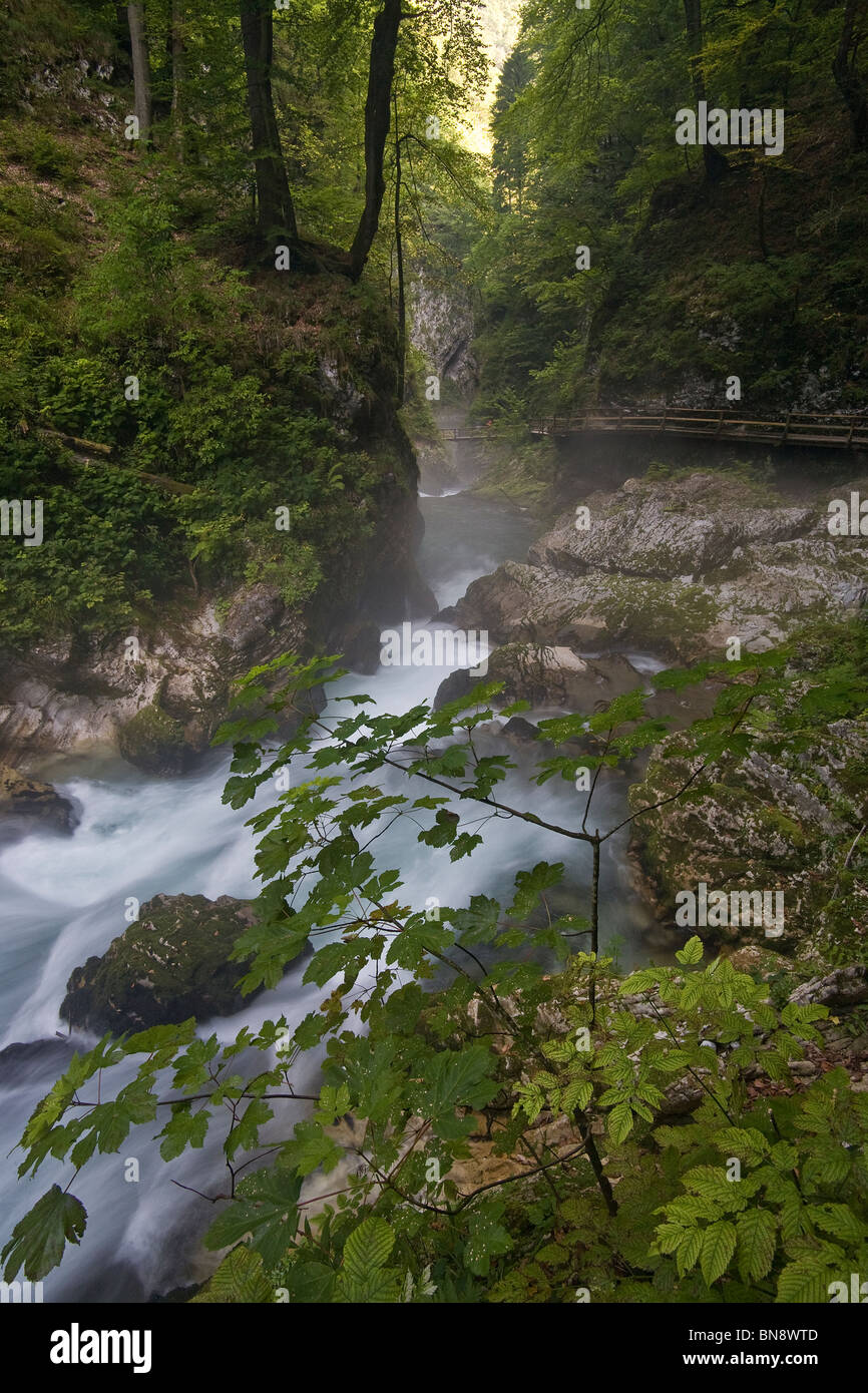 Mist over a rushing stream flowing through the Vintgar gorge outside of ...