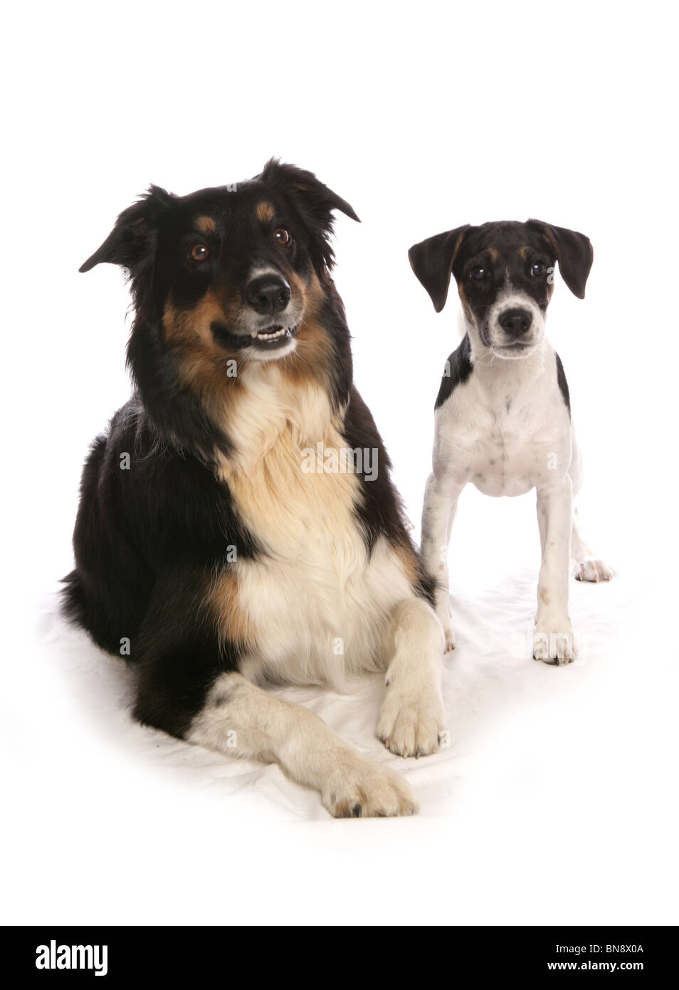 Two dogs in studio Single adult border collie and puppy Jack Russell ...