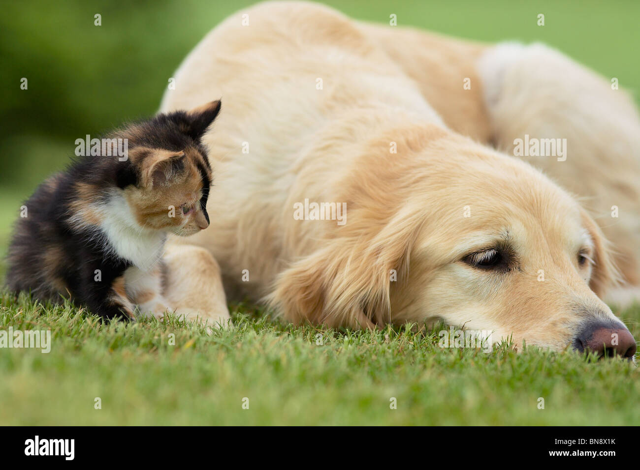kitten with dog Stock Photo - Alamy