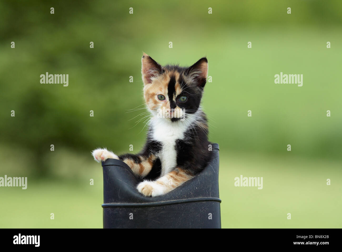Kitten in boot hi-res stock photography and images - Alamy