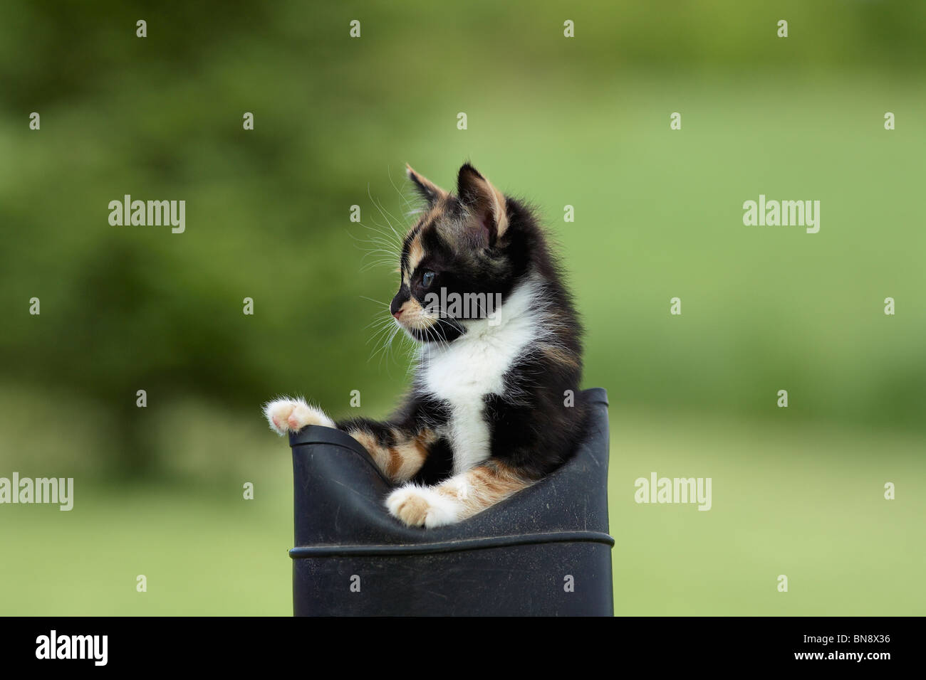 Kitten in Boot Stock Photo - Alamy
