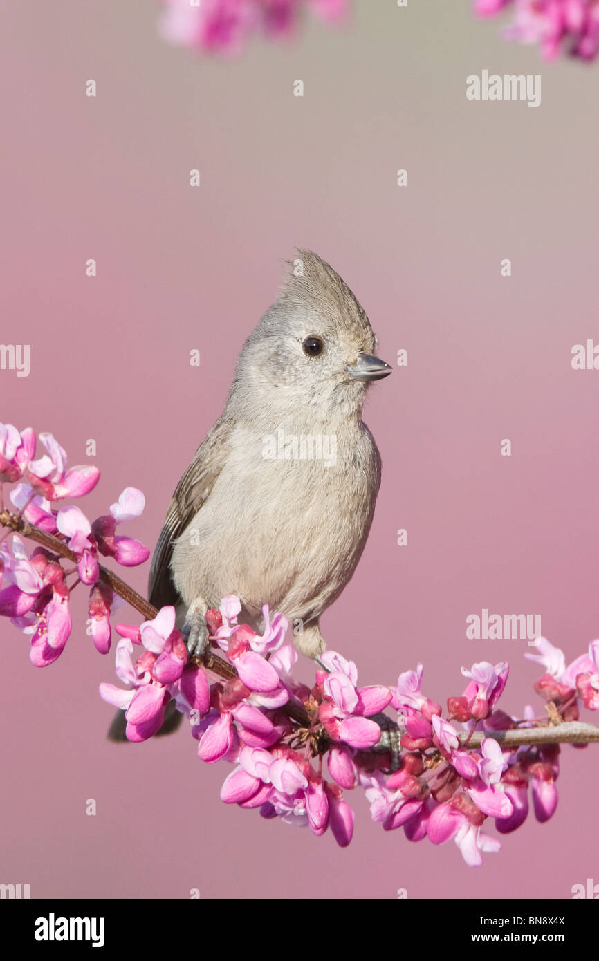 Plain titmouse hi-res stock photography and images - Alamy