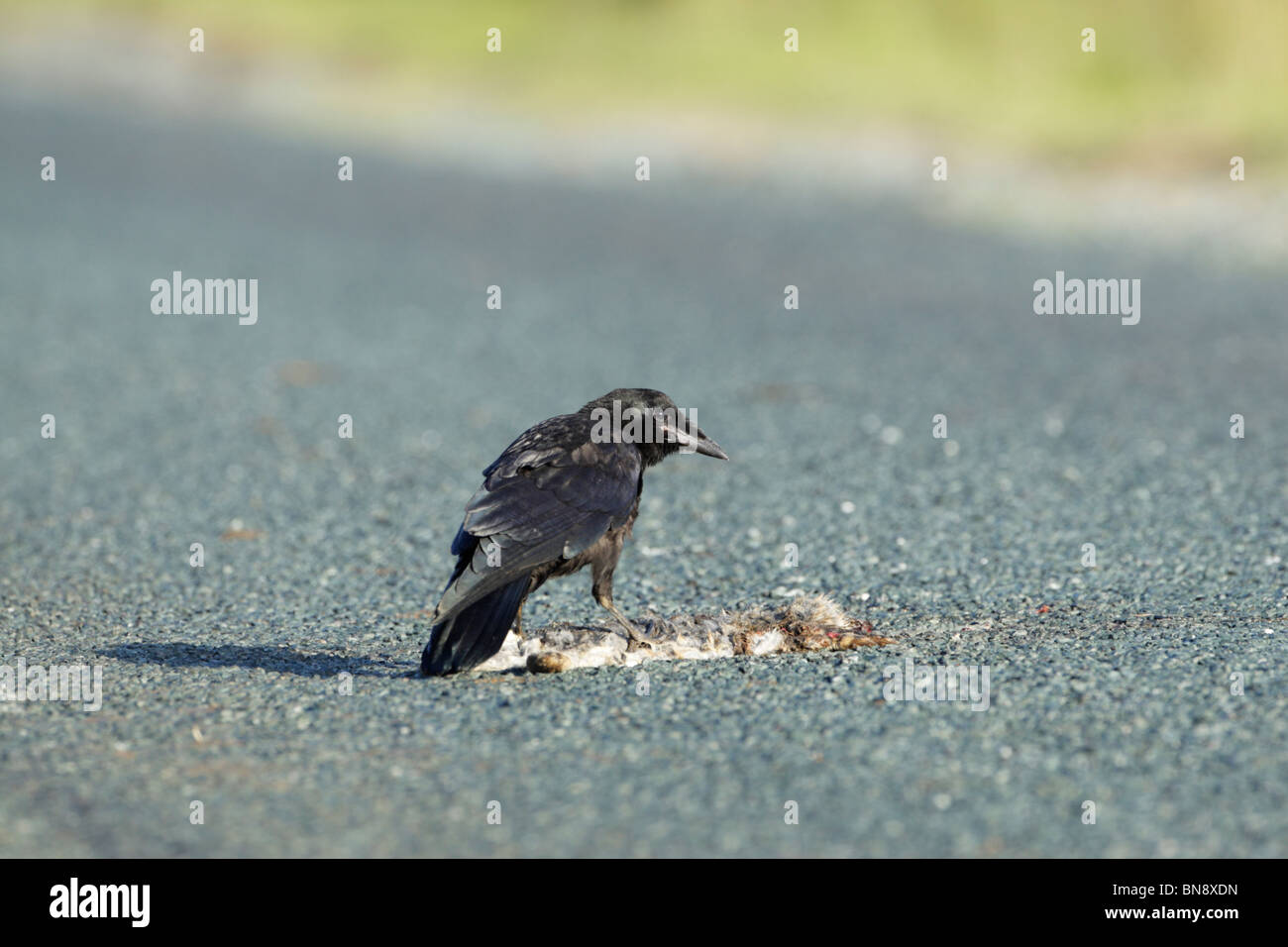 Rook (Corvus frugilegus) on road kill Stock Photo - Alamy