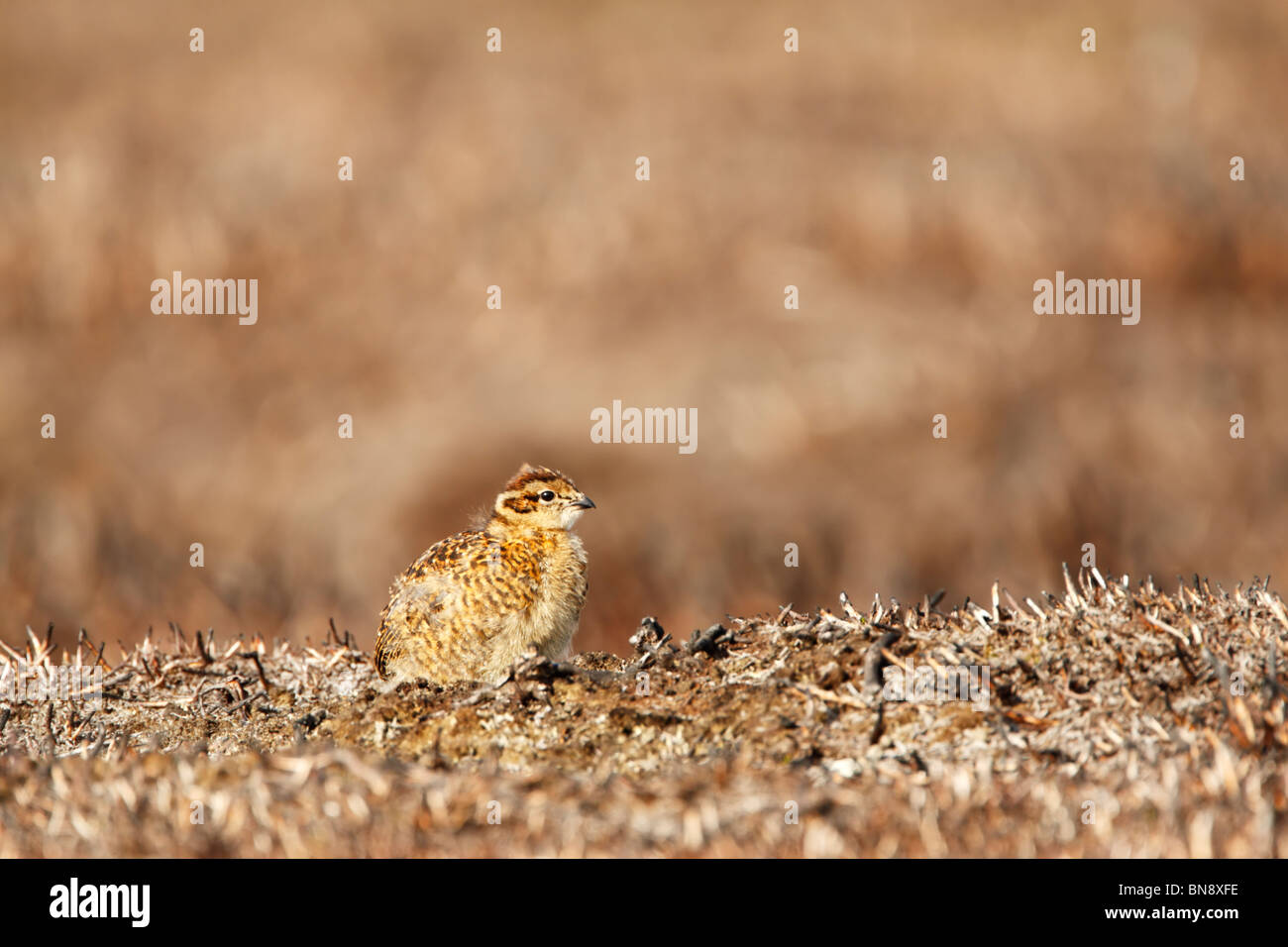 Red grouse (Lagopus lagopus scotticus) chick on heather stubble Stock Photo - Alamy