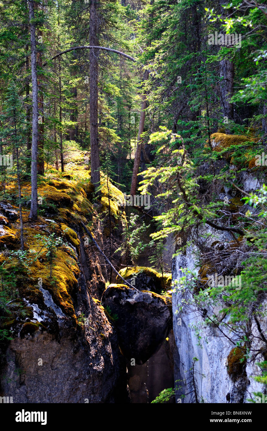 Jasper trees hi-res stock photography and images - Alamy