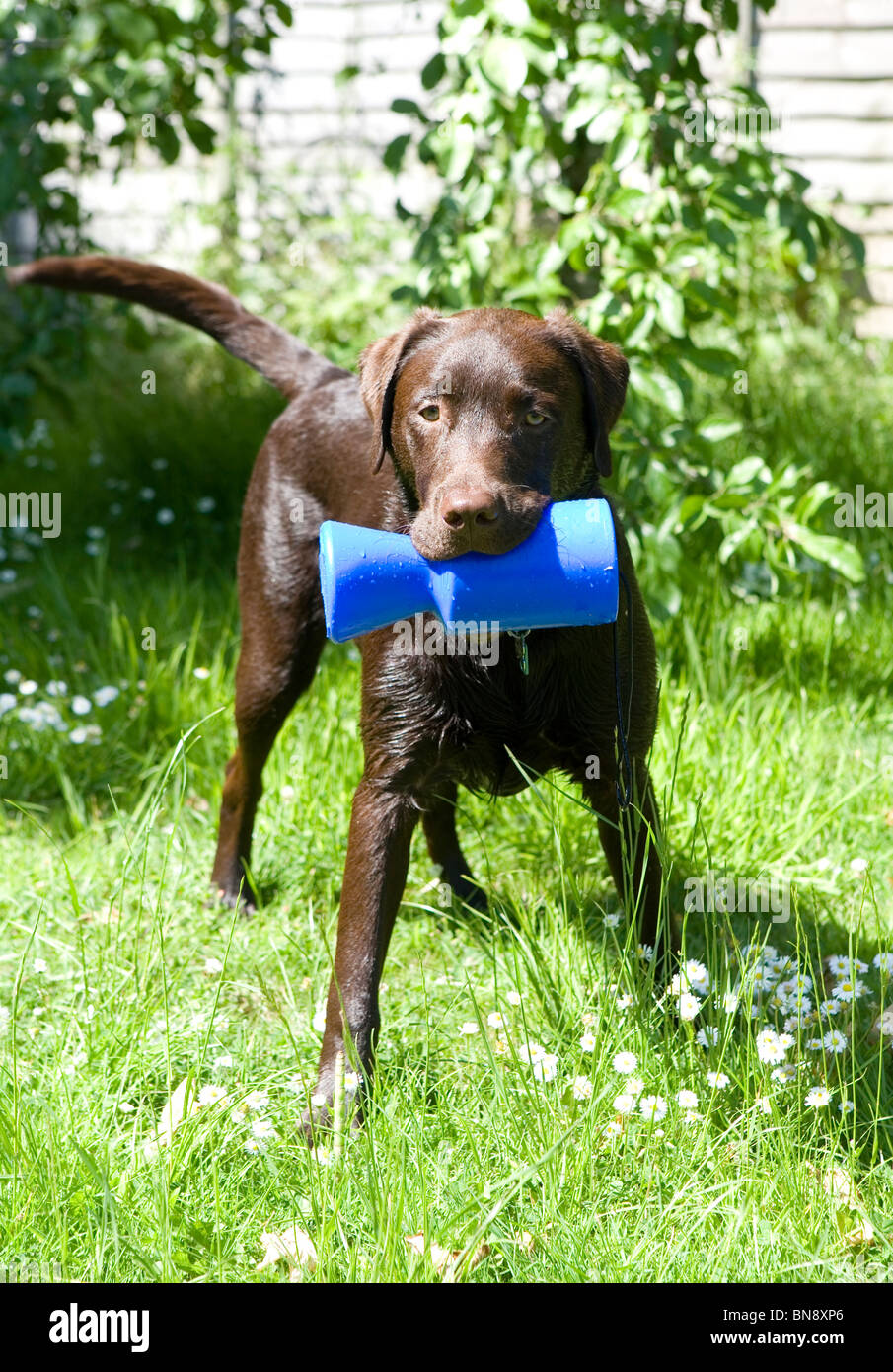 Labrador Single puppy standing Garden, UK Stock Photo - Alamy