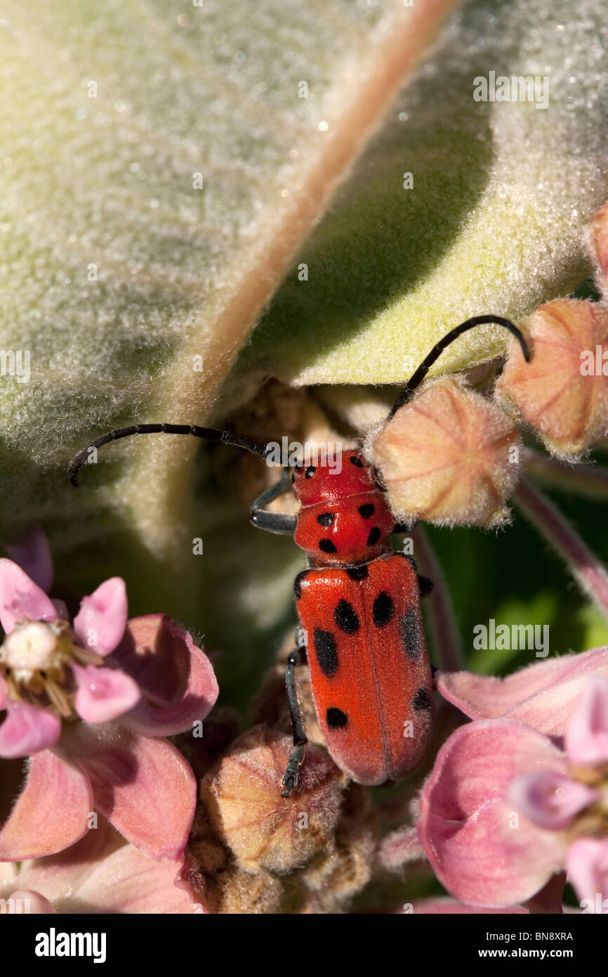 Red Milkweed Beetle Tetraopes tetrophthalmus on Common Milkweed flowers ...