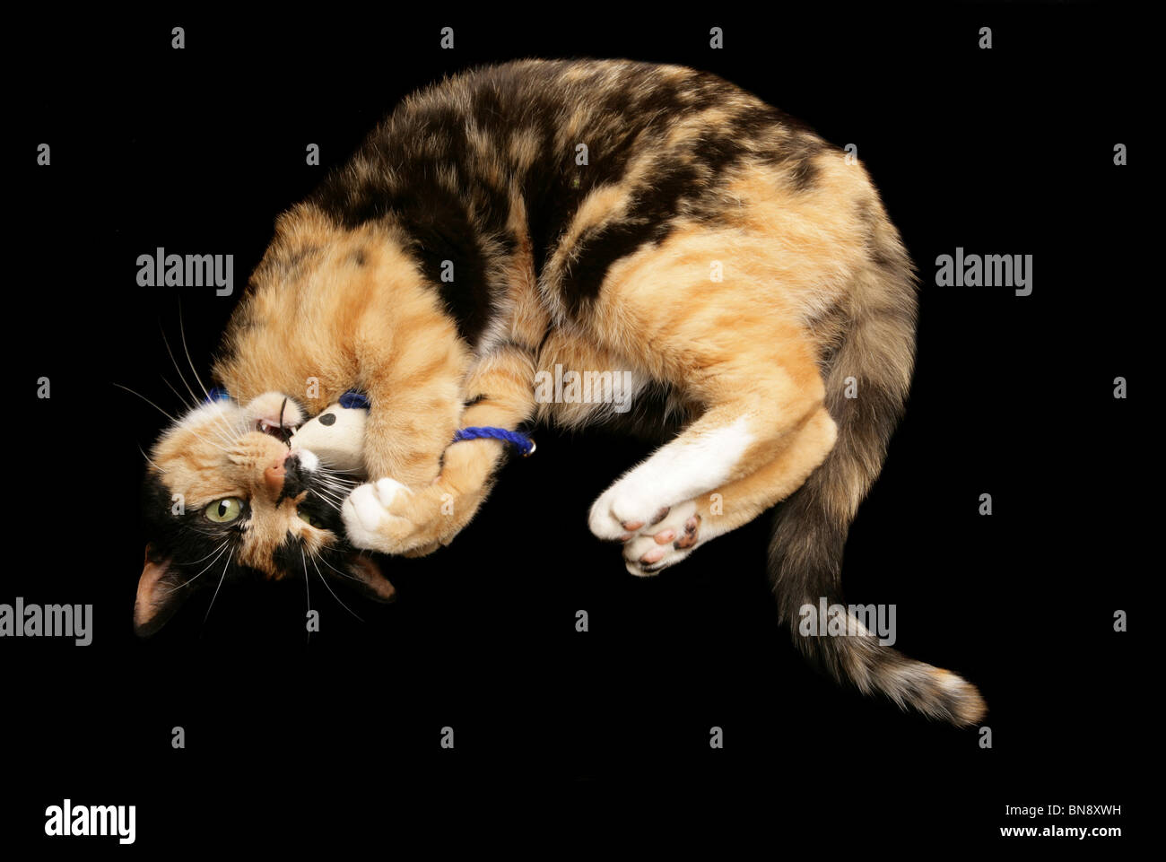 Cat biting toy mouse hi-res stock photography and images - Alamy