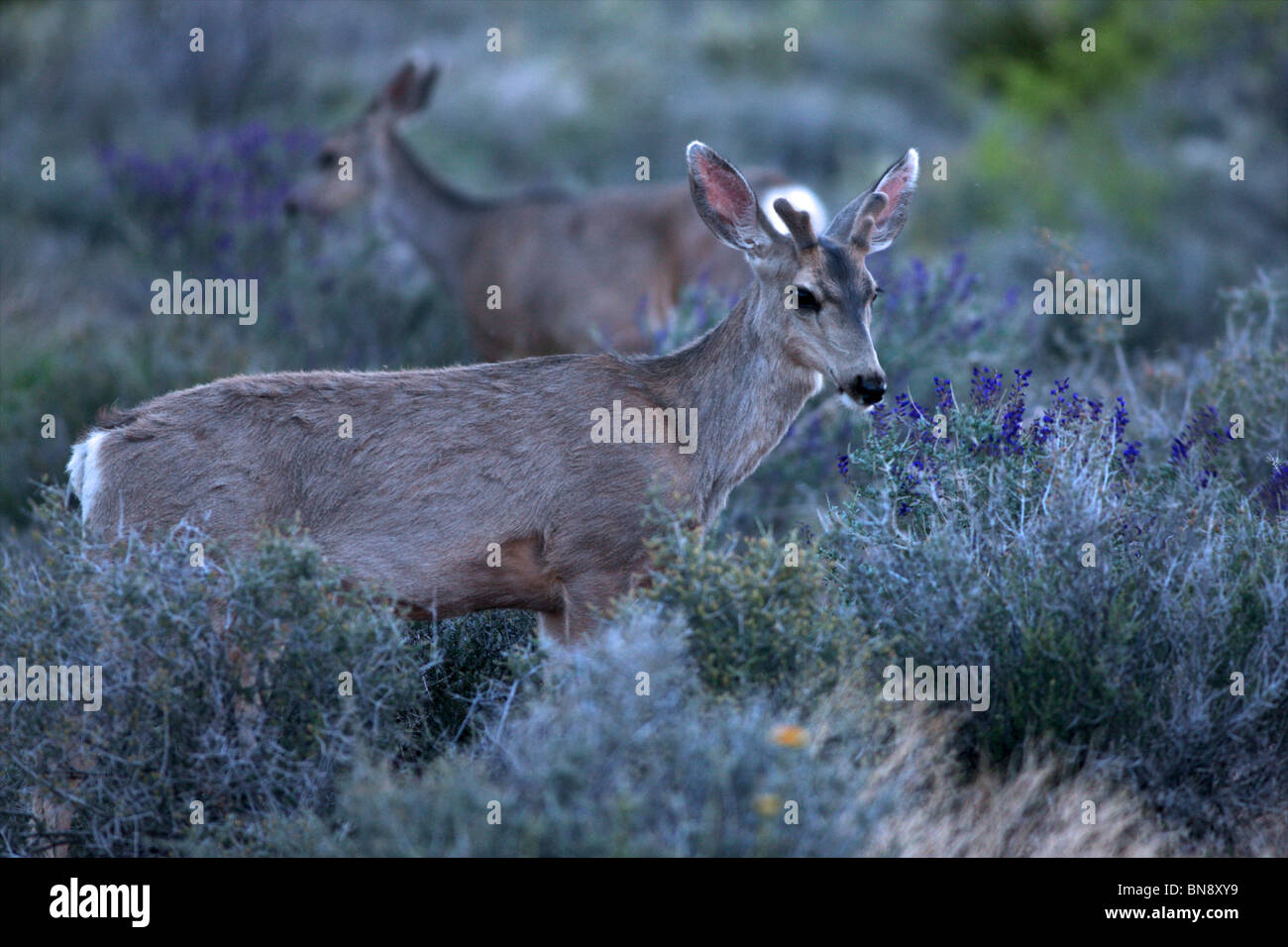 Mule deer (Odocoileus hemionus) in Spring Mountain Ranch, Las Vegas ...