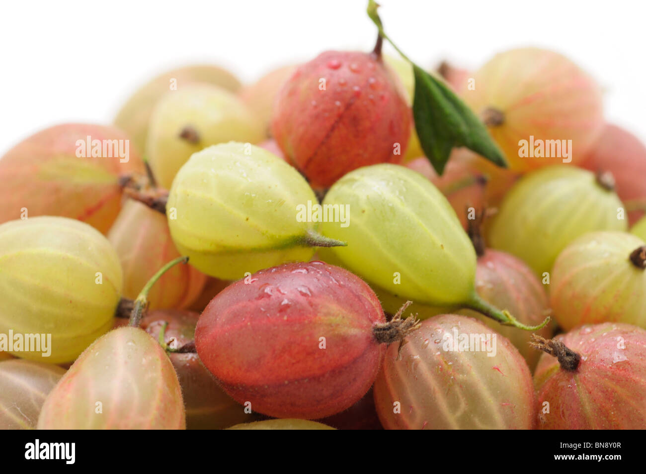 Goose berry hi-res stock photography and images - Alamy