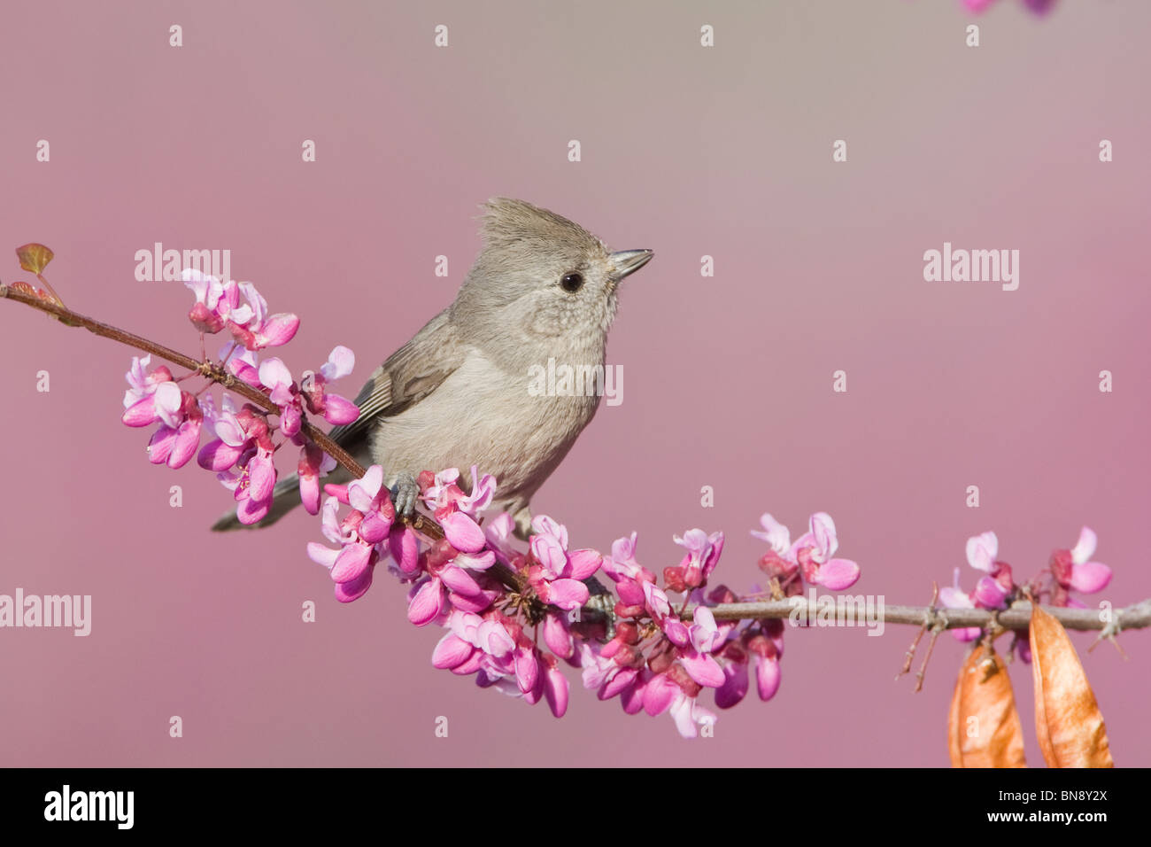 Plain titmouse hi-res stock photography and images - Alamy