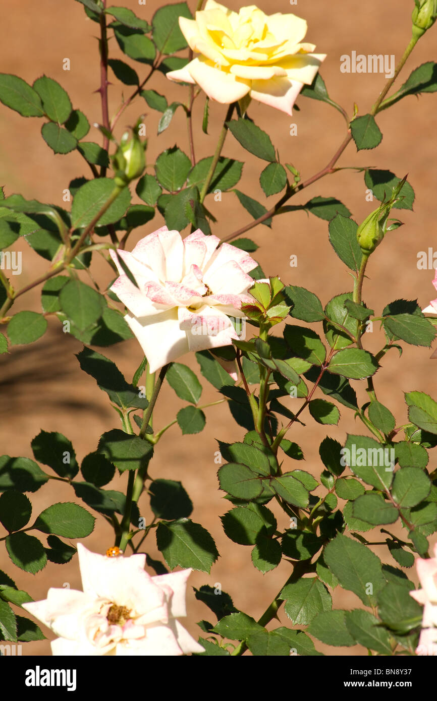 Vertical rose hi-res stock photography and images - Alamy