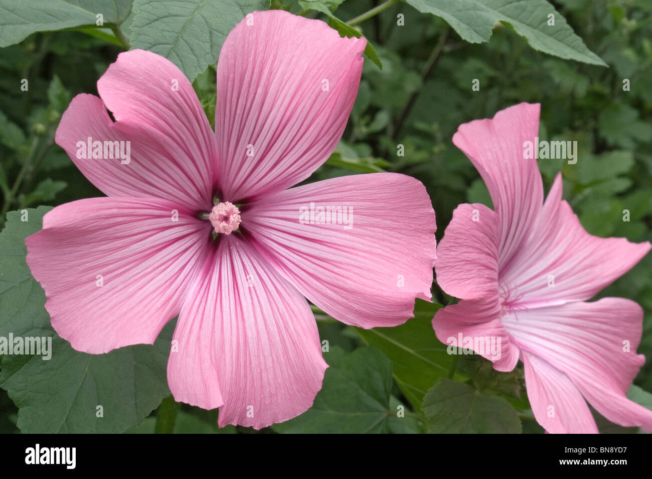 Annual mallow (Lavatera trimestris Stock Photo - Alamy