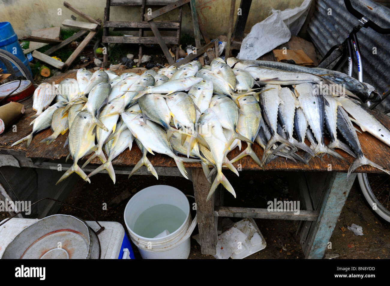 Local fish market near Caribbean Cruise ship in Belize City Belize ...
